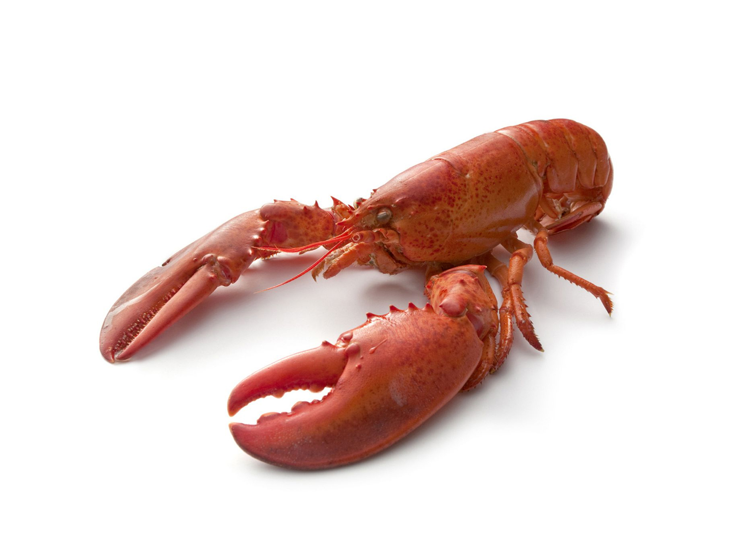 How to open a lobster - Mikes Island Market